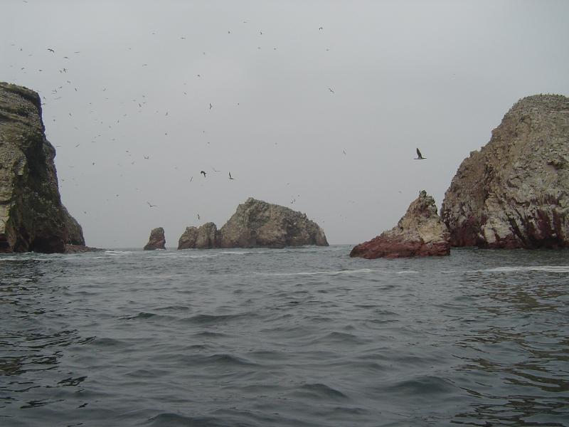 The Ballestas Islands are the Poor Man’s Galapagos!